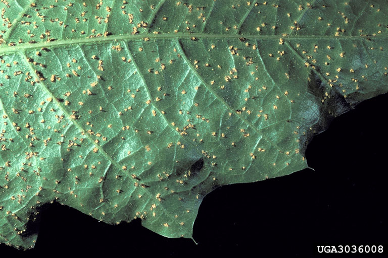 fusiform rust (Cronartium quercuum f.sp. fusiforme (Hedgc. & N. Hunt ...