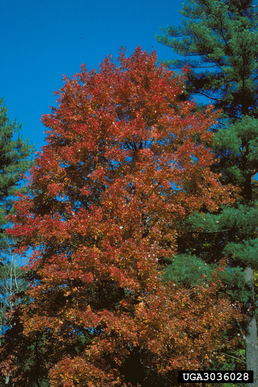 red maple (Acer rubrum)