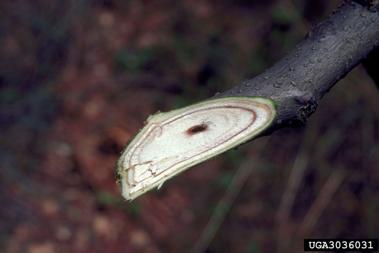 mimosa wilt (Fusarium oxysporum f.sp. perniciosum (Hepting) Toole)