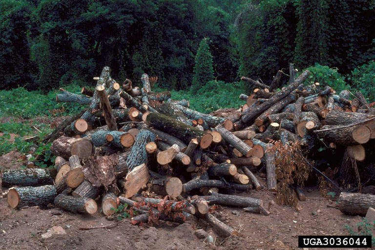 Dutch elm disease (Ophiostoma ulmi)