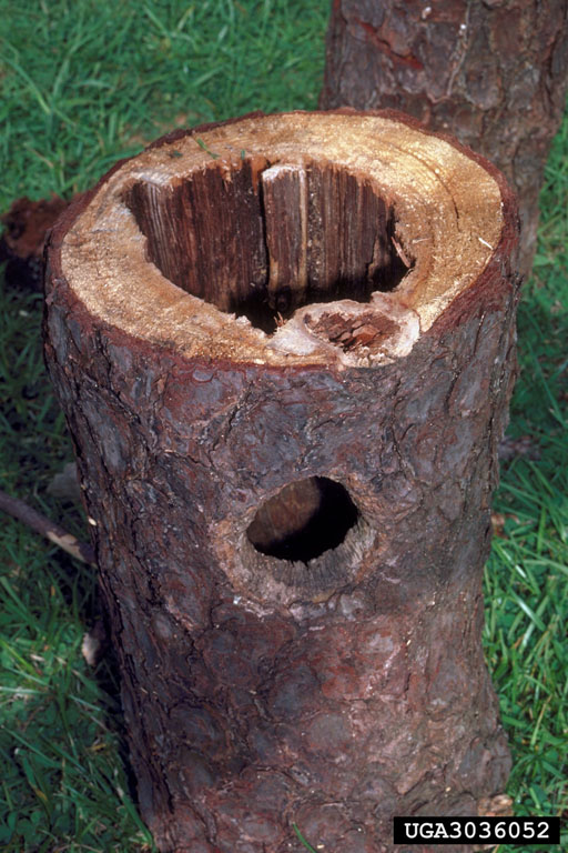 wood decay (Pholiota albocrenulata Peck)