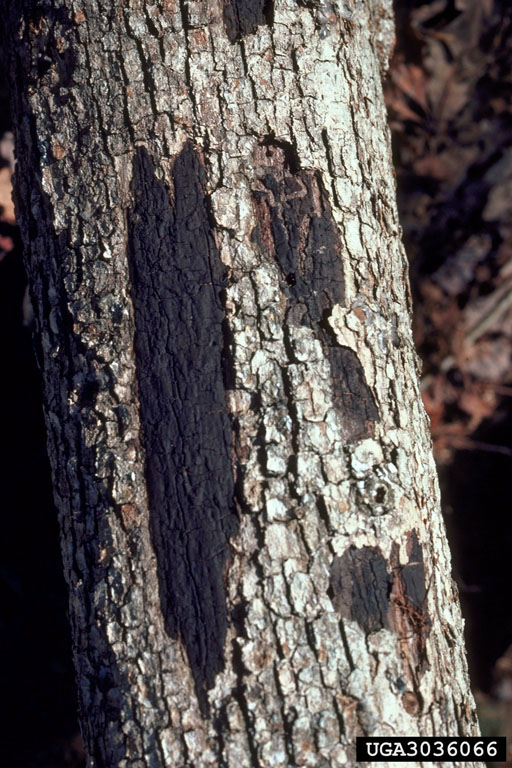 Hypoxylon canker of oak (Biscogniauxia atropunctata atropunctata)
