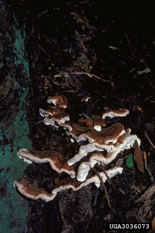 annosum root disease (Heterobasidion annosum)