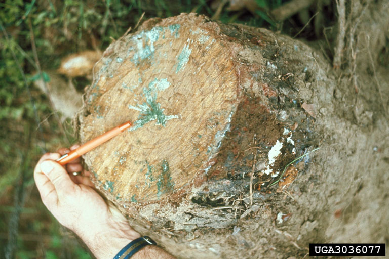 wood rot fungi (Genus Trichoderma)