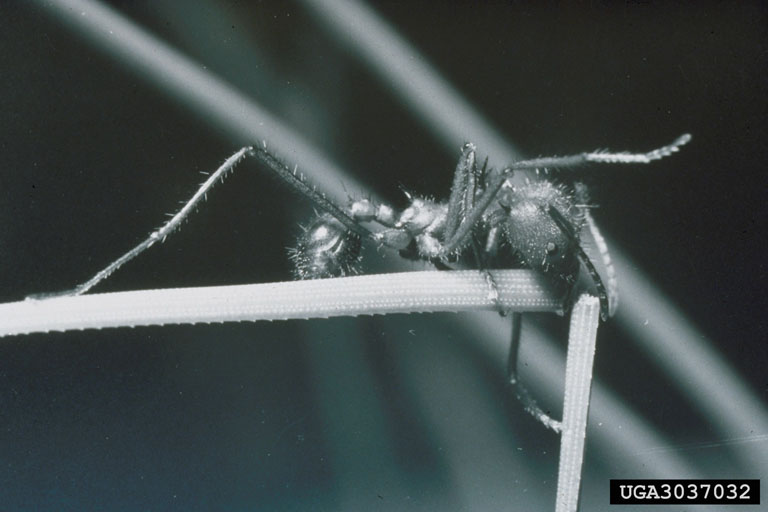 Texas leaf-cutter ant (Atta texana (Buckley))