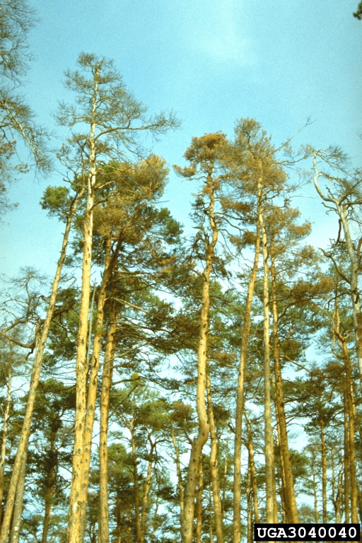 engraver beetle (Ips acuminatus (Gyllenhal, 1827))