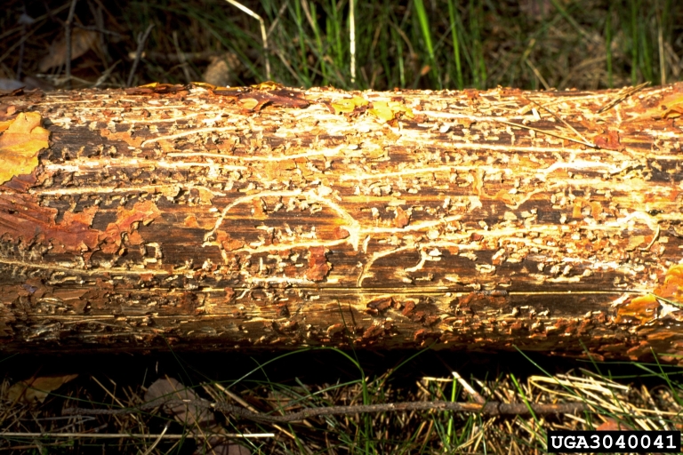 engraver beetle (Ips acuminatus (Gyllenhal, 1827))