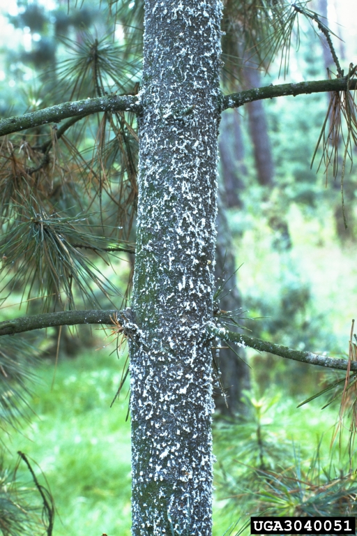 pine bark adelgid (Pineus strobi)