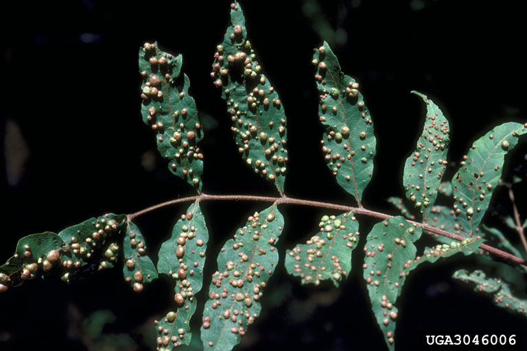 psyllids (Family Psyllidae)