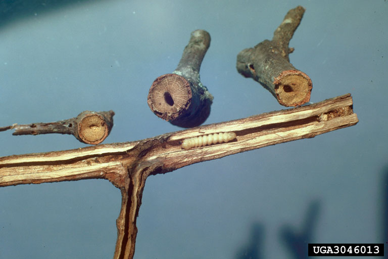twig girdler (Oncideres cingulata ) on oak (Quercus spp. ) - 3046013