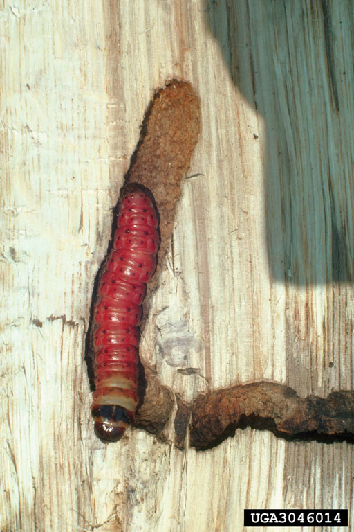 carpenterworm, Prionoxystus robiniae (Lepidoptera: Cossidae) - 3046014