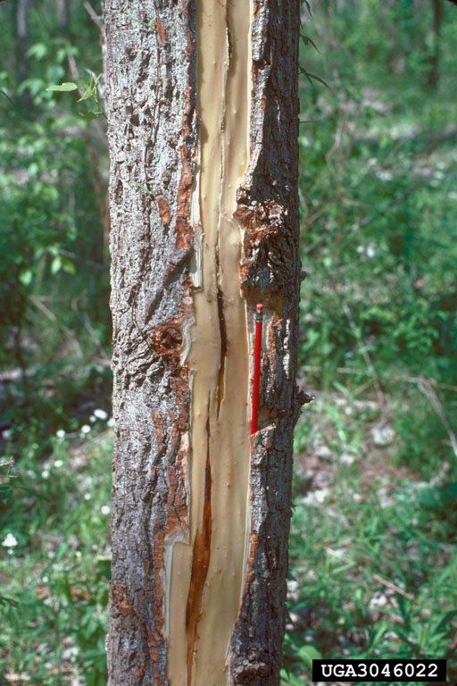 frost and winter injury (general)