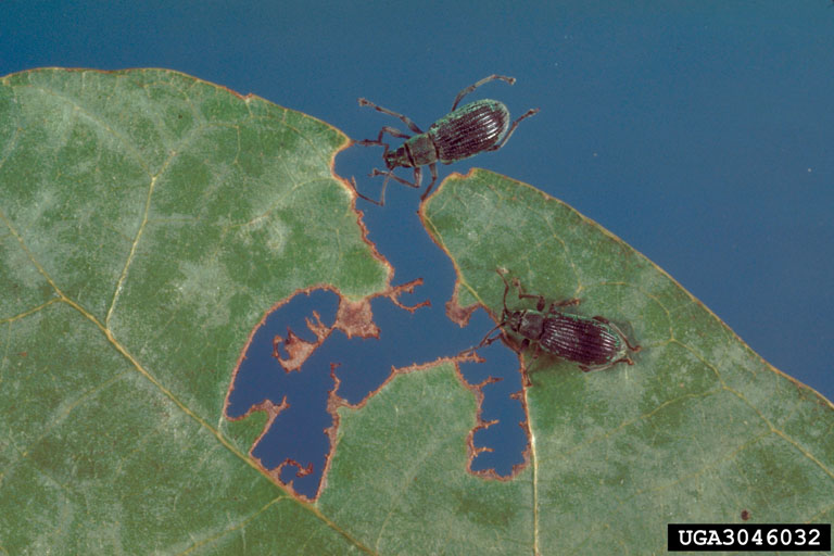 Asiatic oak weevil (Cyrtepistomus castaneus (Roelofs, 1873))