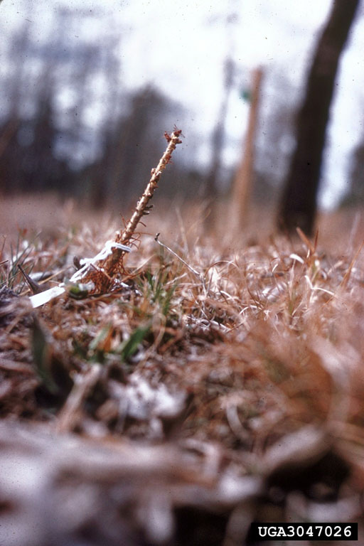 Texas leaf-cutter ant (Atta texana)