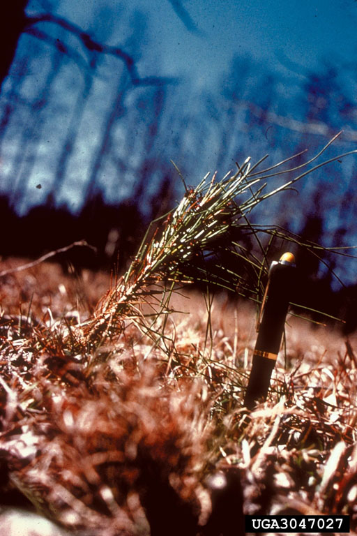Texas leaf-cutter ant (Atta texana (Buckley))