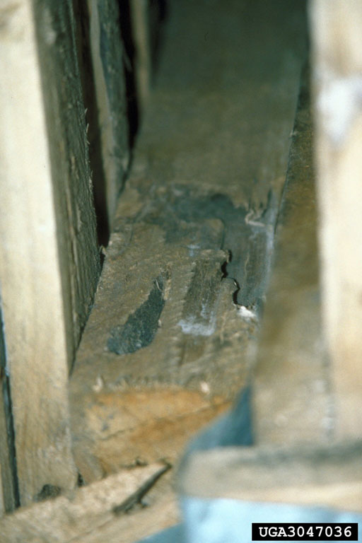 Asian longhorned beetle (Anoplophora glabripennis (Motschulsky, 1853))