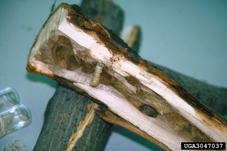 Asian longhorned beetle (Anoplophora glabripennis)