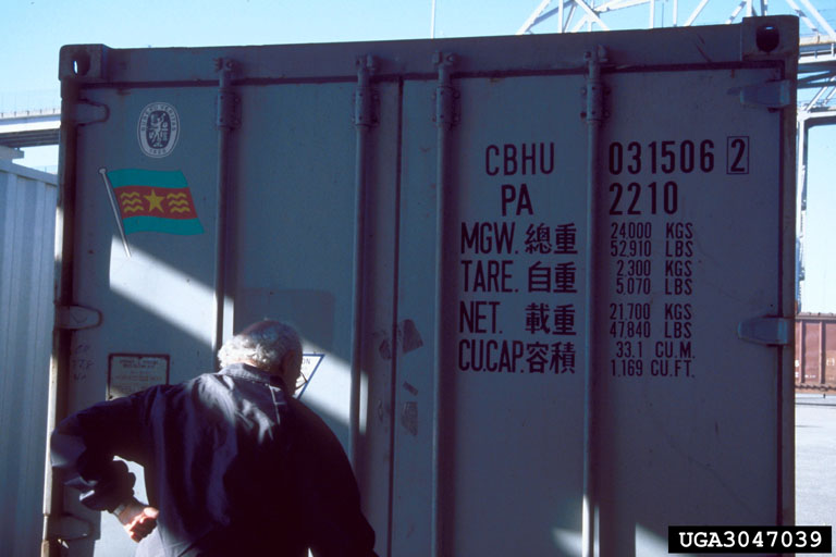 Asian longhorned beetle (Anoplophora glabripennis)