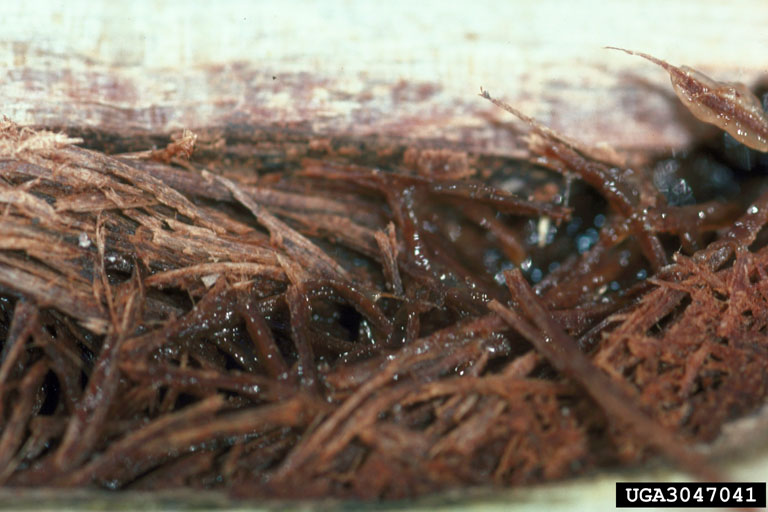 Asian longhorned beetle (Anoplophora glabripennis)