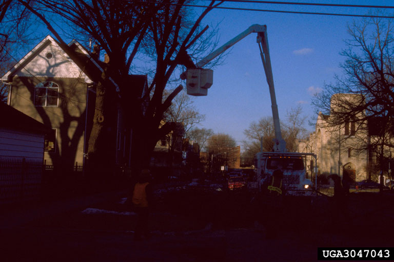 Asian longhorned beetle (Anoplophora glabripennis (Motschulsky, 1853))