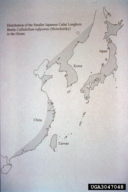 Japanese cedar longhorn beetle (Callidiellum rufipenne)