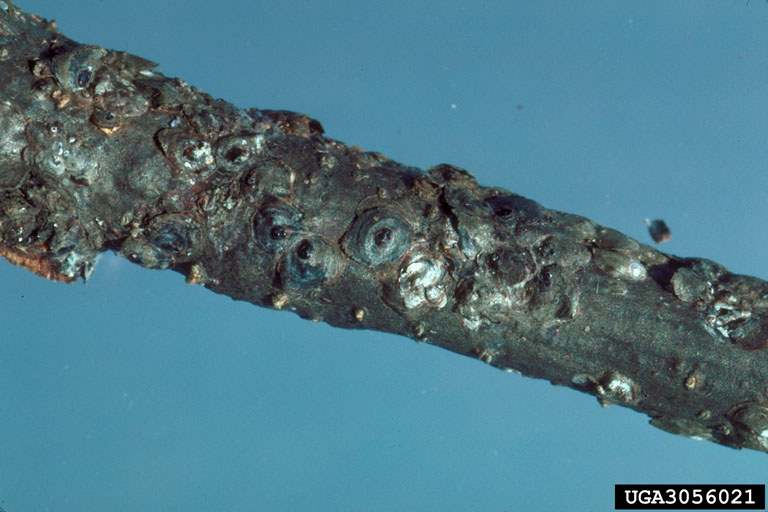 obscure scale (Melanaspis obscura (Comstock))