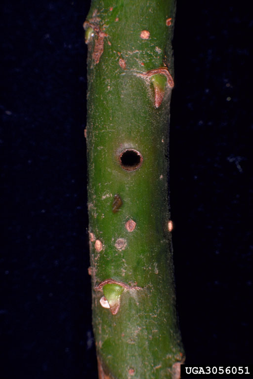 willow shoot sawfly (Janus abbreviatus (Say))