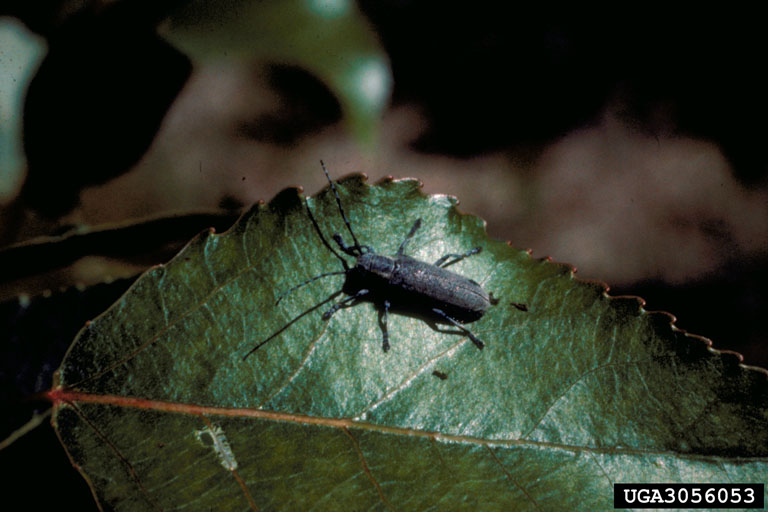 poplar gall saperda (Saperda inornata Say, 1824)