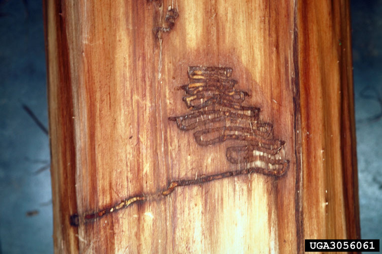 bronze poplar borer (Agrilus liragus Barter & Brown, 1950)