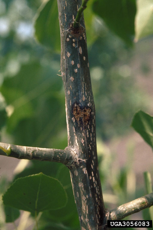 poplar twig borer (Oberea delongi)