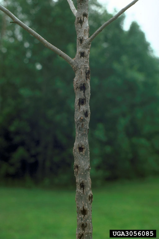 poplar branch borer (Oberea schaumii)