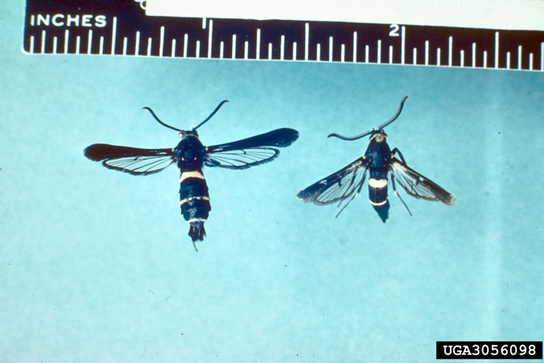 dusky clearwing (Paranthrene tabaniformis (Rottemberg))