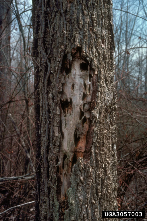 poplar borer (Saperda calcarata)