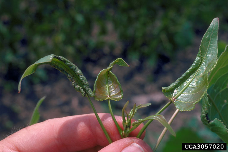 gall midges (family Cecidomyiidae) (Family Cecidomyiidae)