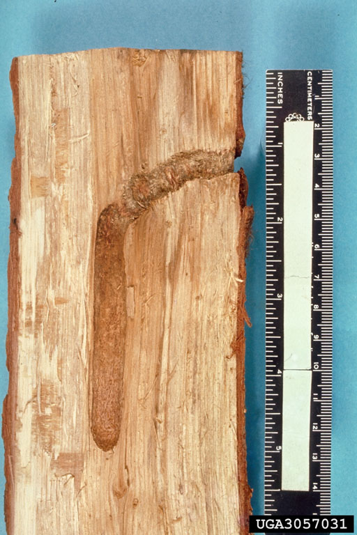 carpenterworm (Prionoxystus robiniae (Peck))