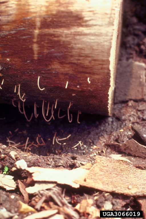 pinhole borer (Genus Platypus Herbst 1793)