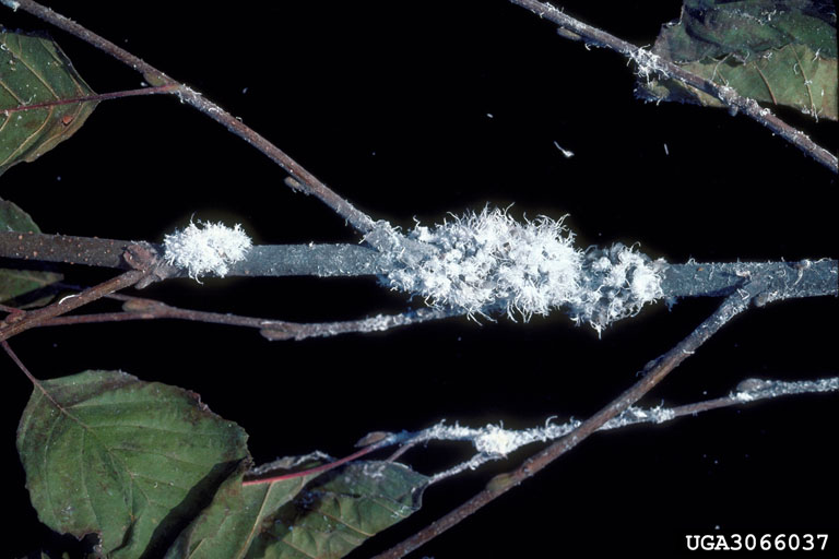 woolly alder aphid (Prociphilus tessellatus (Fitch, 1851))