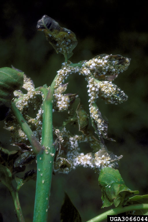leafcurl ash aphid (Prociphilus fraxinifolii (Riley, 1879))