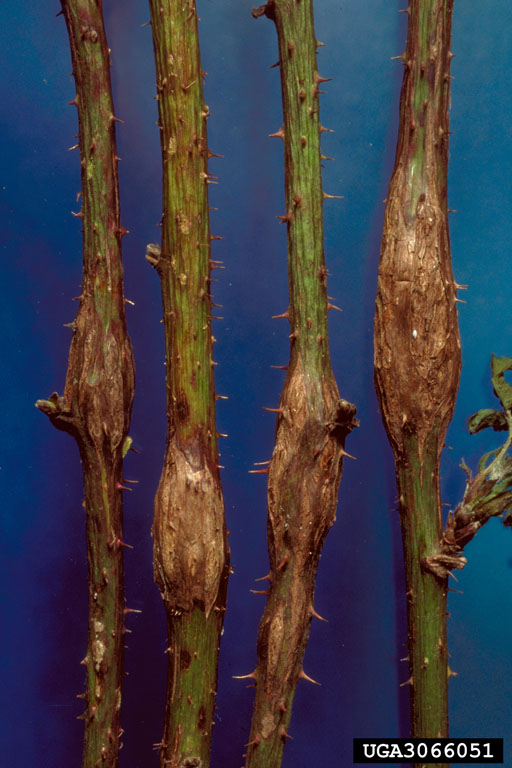 rednecked cane borer (Agrilus ruficollis)