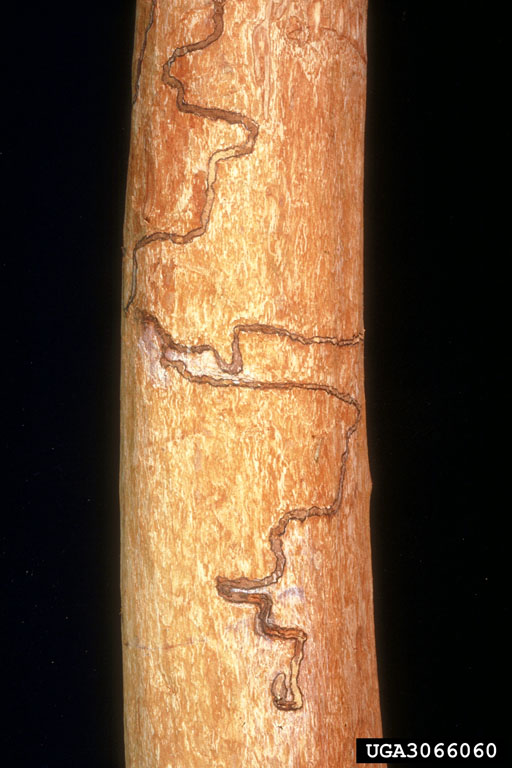 Agrilus crataegi - Bugwoodwiki