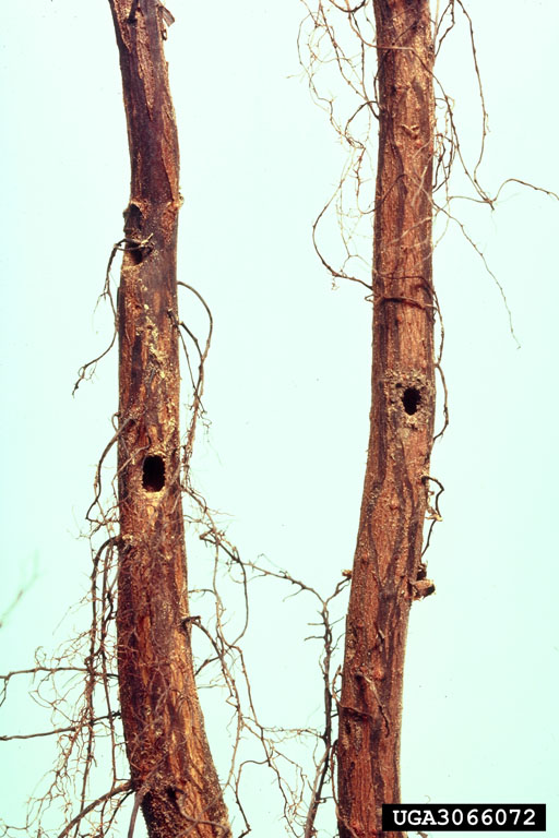 termites (Order Isoptera)