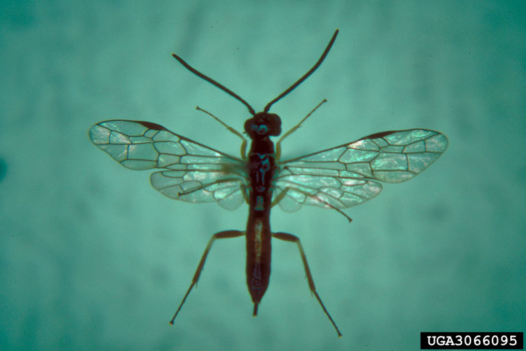 oak shoot sawfly (Janus quercusae)