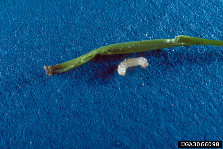 maple petiole borer (Caulocampus acericaulis (MacGillivray))