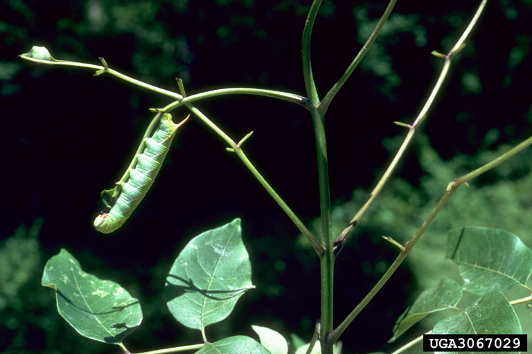 sphinx or hawk moths on green ash (Fraxinus pennsylvanica ) - 3067029