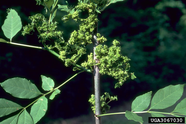 ash flower gall mite (Eriophyes fraxiniflora Felt)