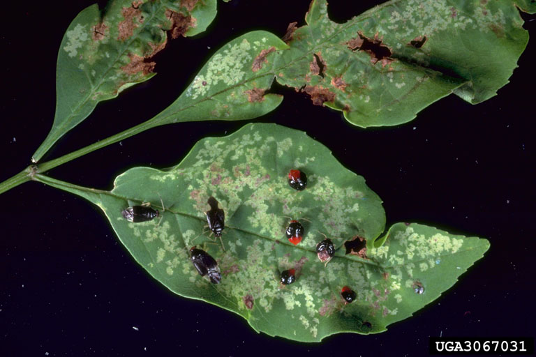 ash plant bug (Tropidosteptes amoenus ) on green ash (Fraxinus ...