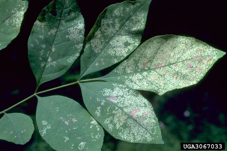 Tropidosteptes - Bugwoodwiki