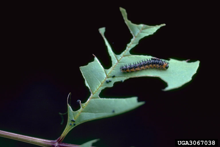 sawflies (Suborder Symphyta)