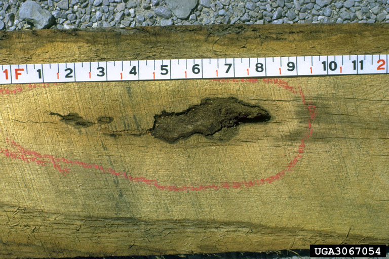 red oak borer (Enaphalodes rufulus)