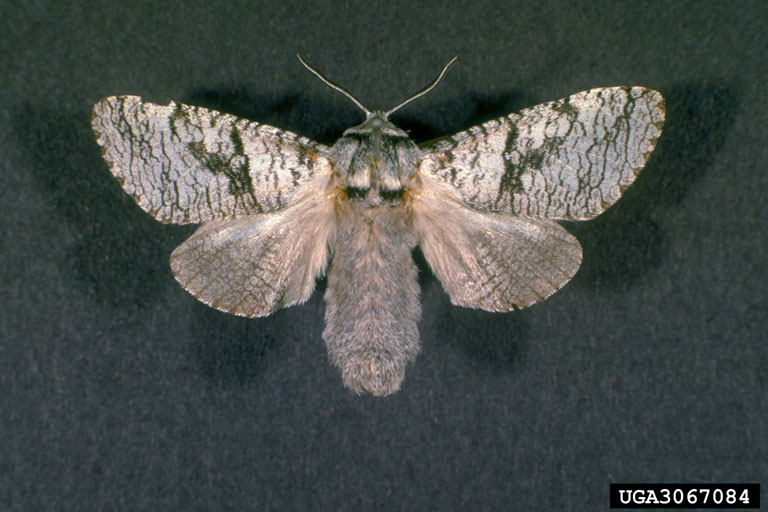 aspen carpenterworm (Acossus populi (Walker))